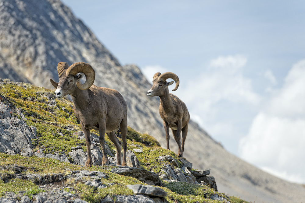 Sheep hunting | Hartland Trophy Hunting